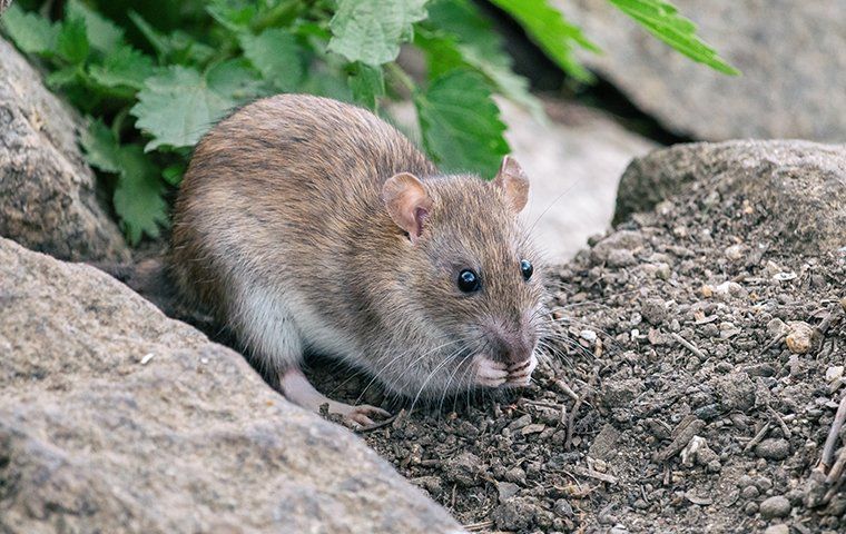 Rat Control 101: A Complete Guide For Fort Lauderdale Property Owners ...